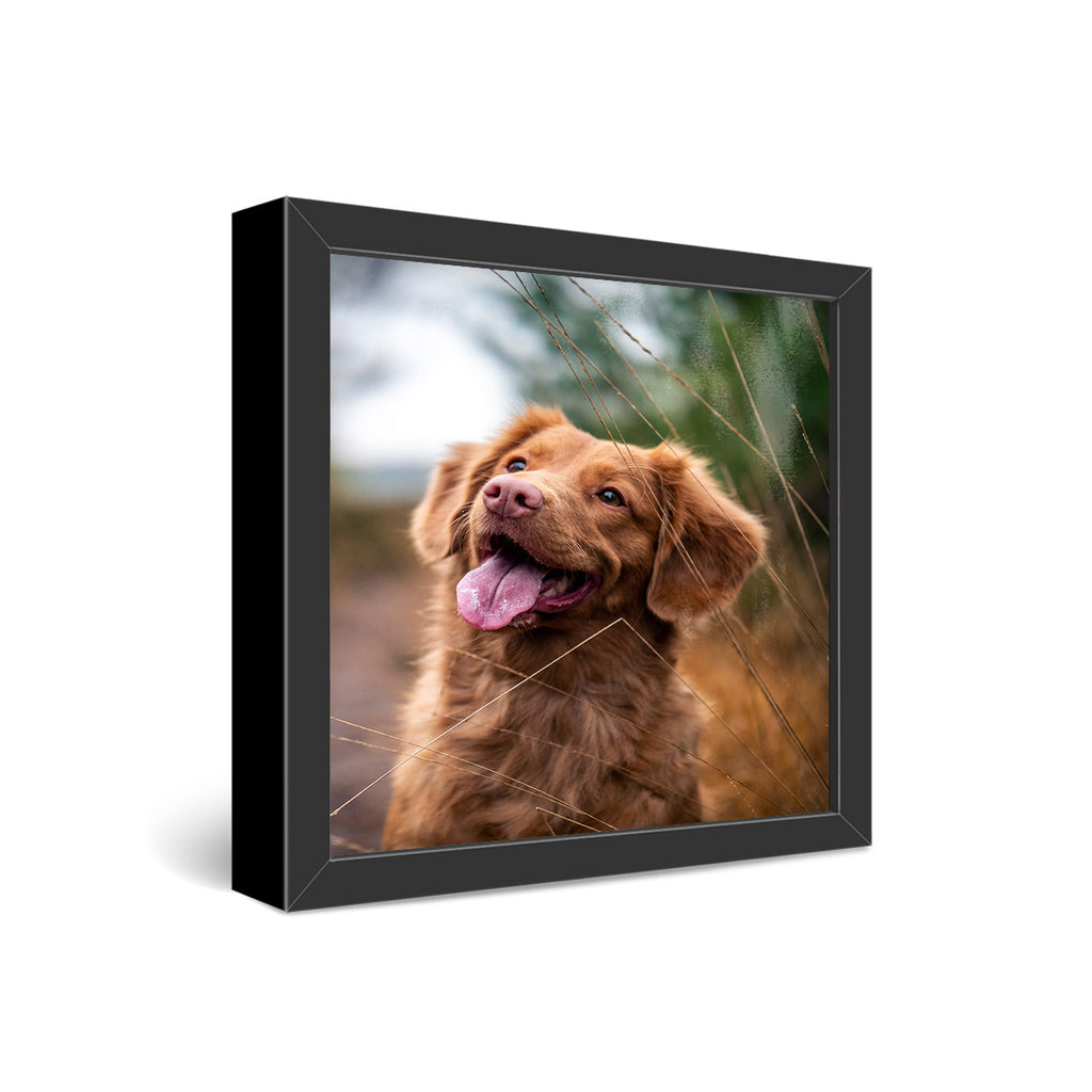12x12" Framed Metal Print – Harvey Norman Photos